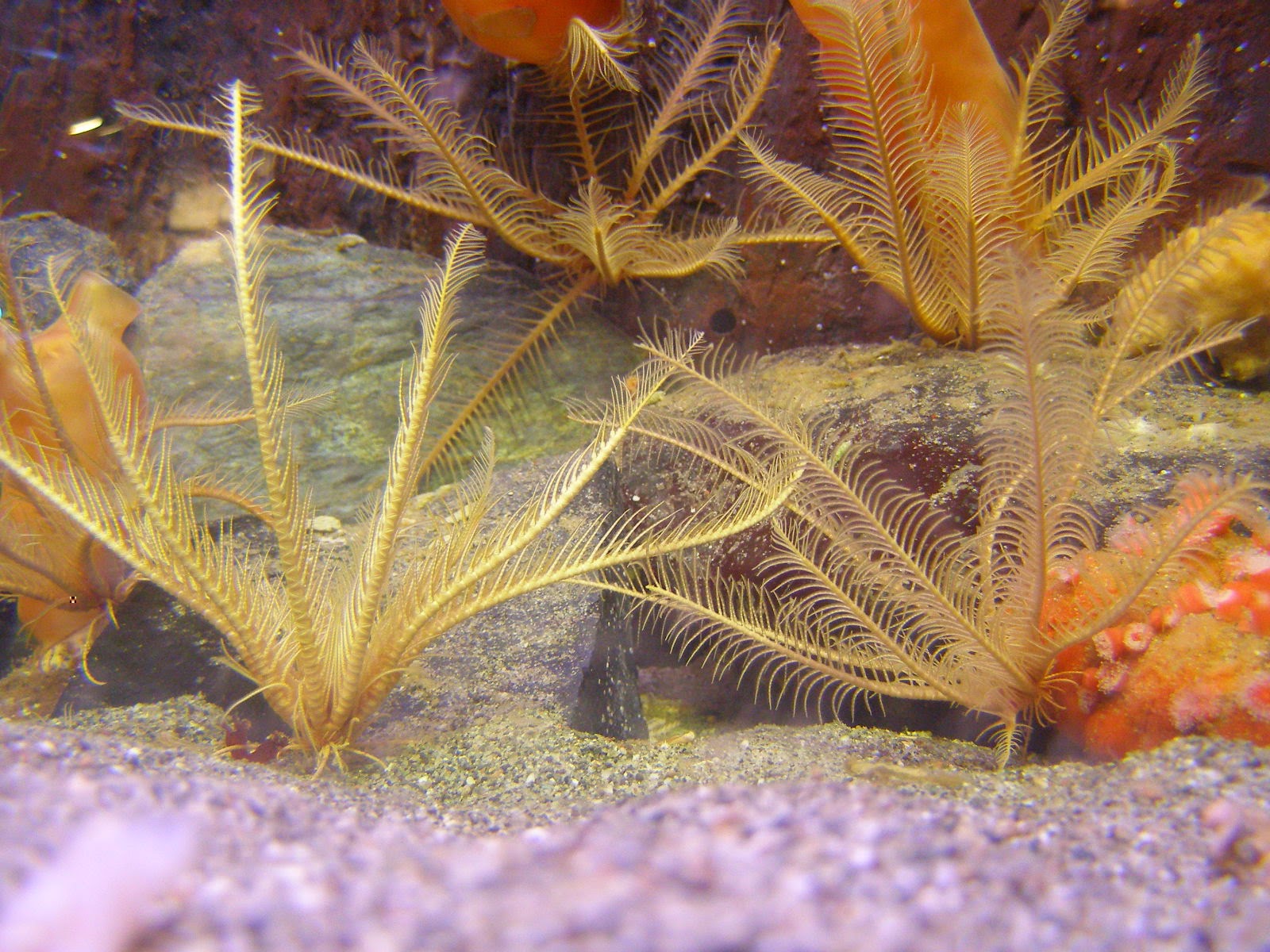 Ephemeral Curios: Aquarium creatures