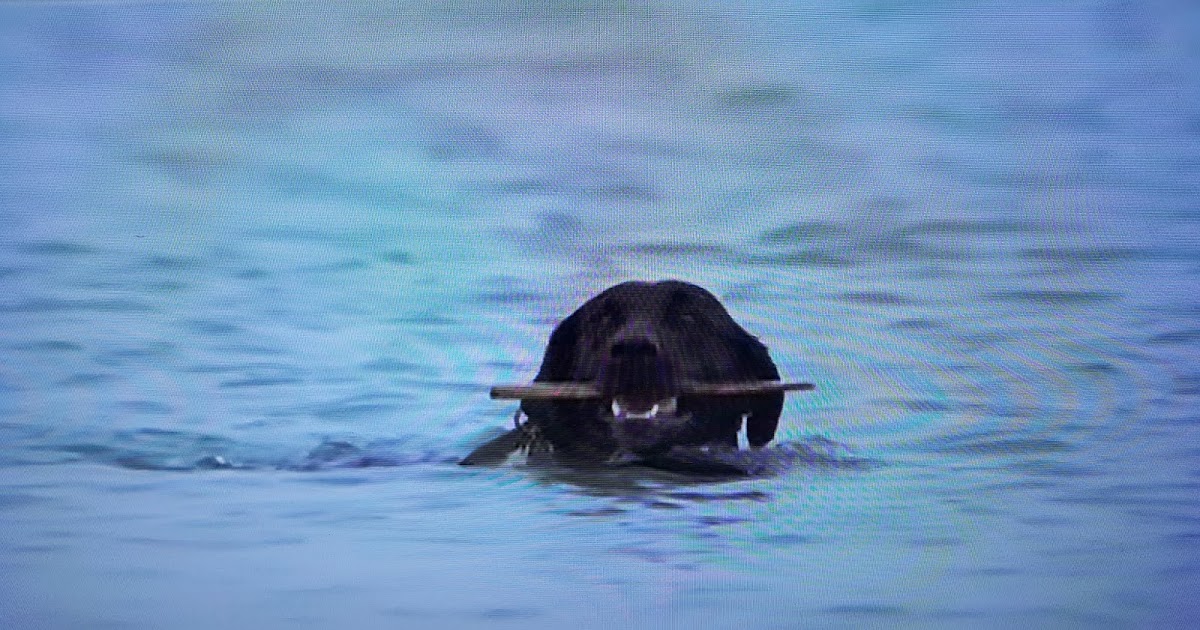 LOCH NESS MONSTER: Hugh Gray, his Brother and Jaws