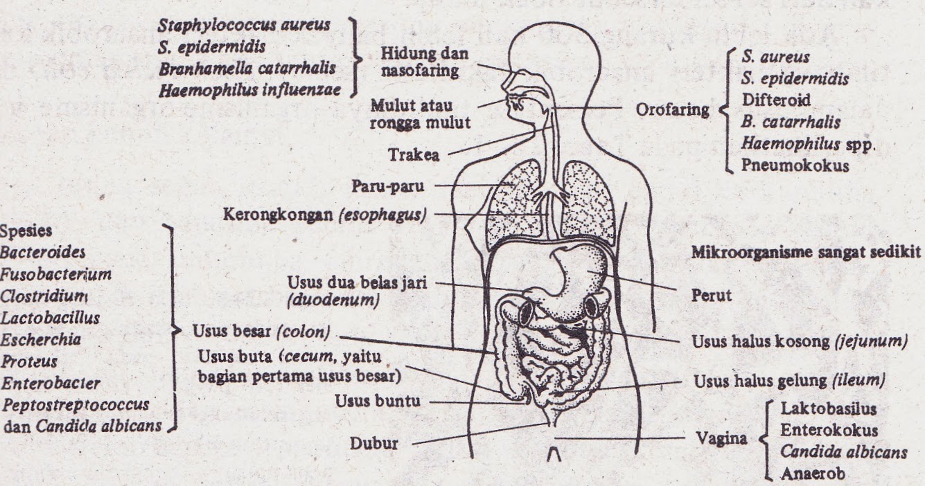 Nadiana Rafika Putri: Praktikum Mikrobiologi Terapan (Flora Normal ...