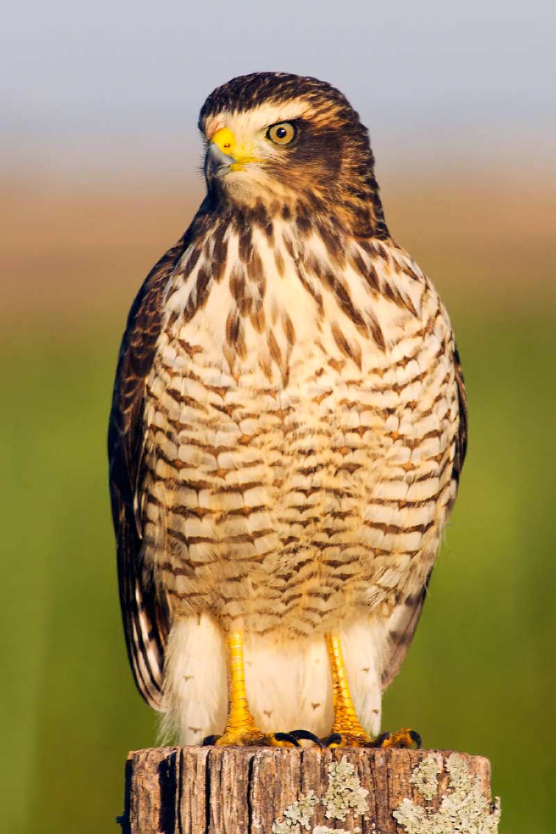 Bellas Aves de El Salvador: Buteo (Rupornis) magnirostris (gavilán ...