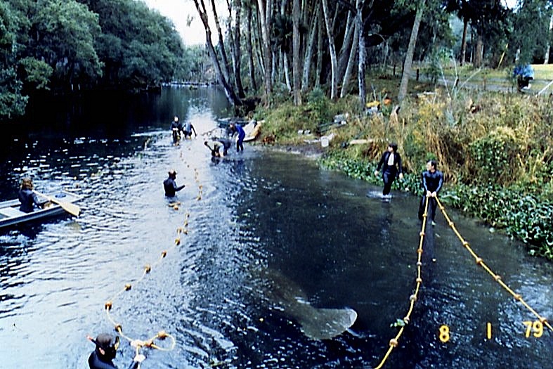 Field Biology in Southeastern Ohio: Florida Manatees