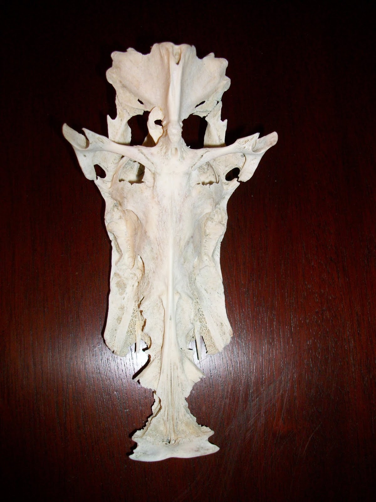 Saved by Grace: God’s Signature: The Crucifix Fish