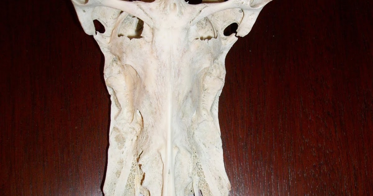 Saved by Grace: God’s Signature: The Crucifix Fish