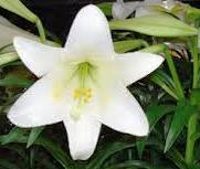 National Flower of Vatican City