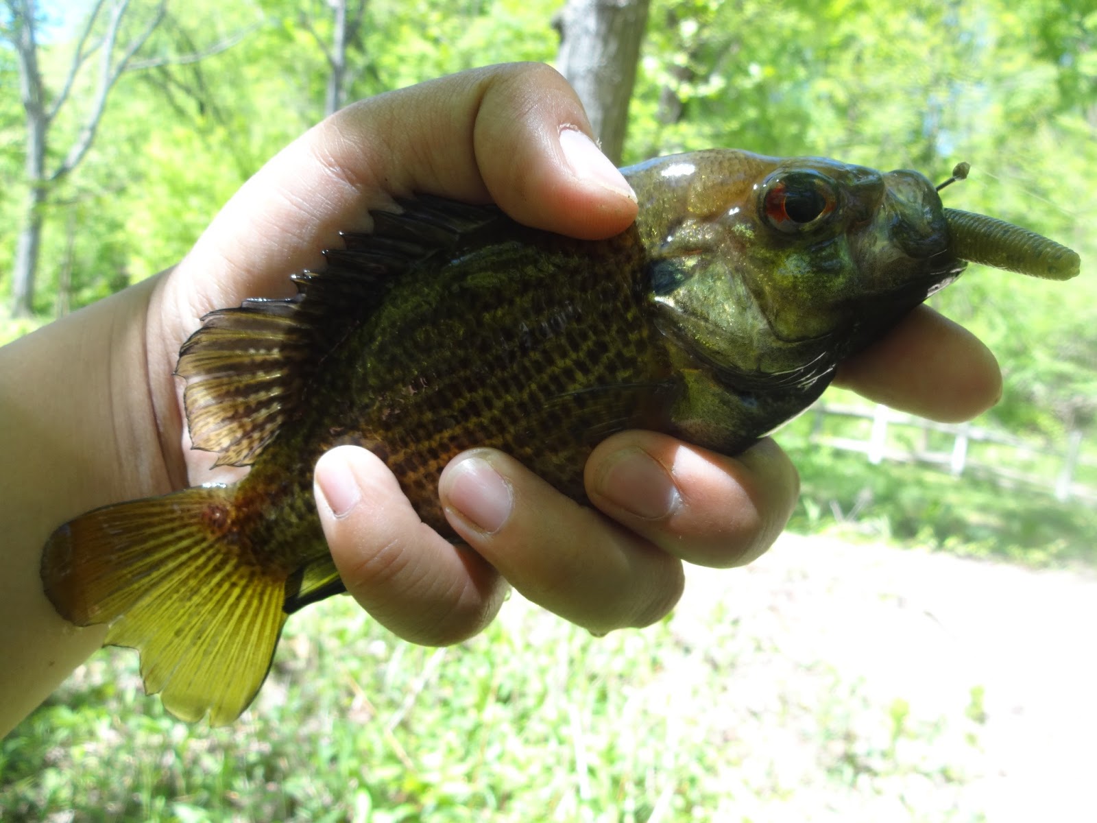 Extreme Philly Fishing: Be a "Sunfish Expert:" A Simple Guide for ...