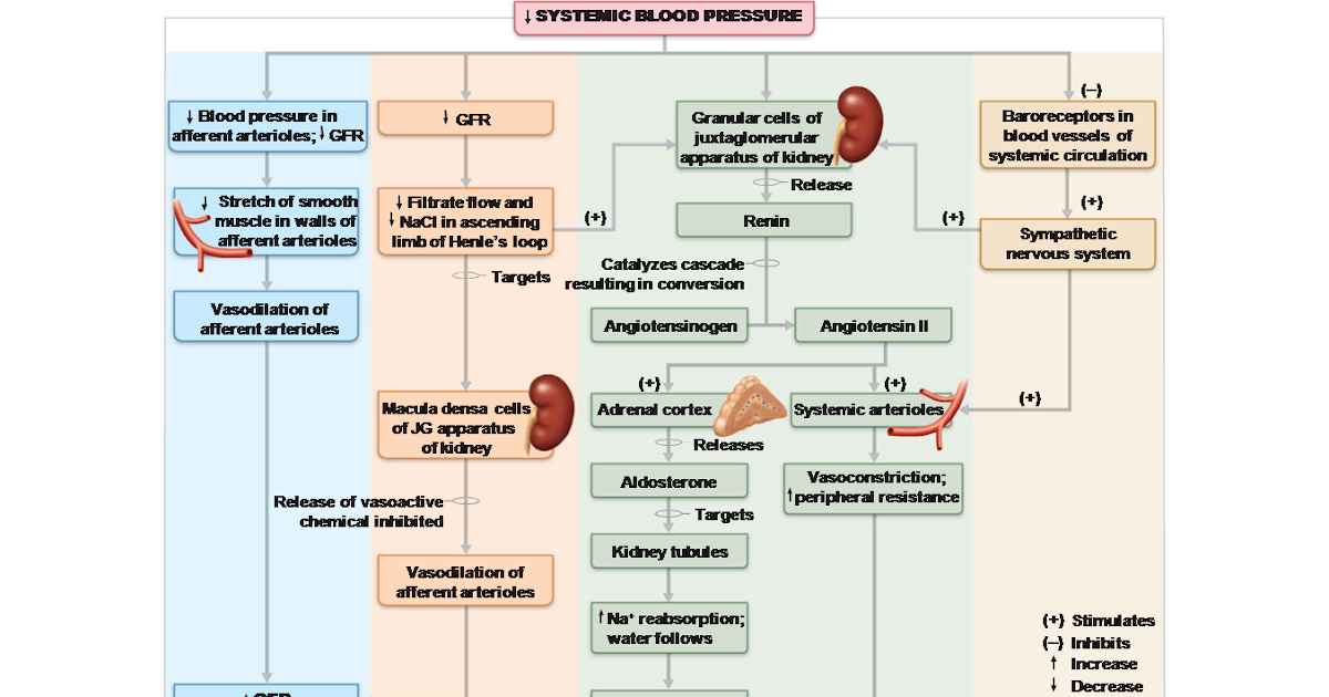 Brenda's A & P Eportfolio: Objective 52: Detail the kidney involvement ...