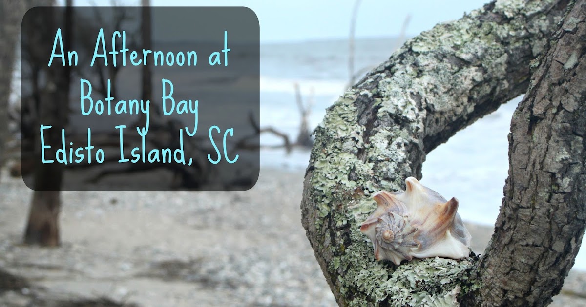 borrowed heaven: Summer Adventures: Edisto Island