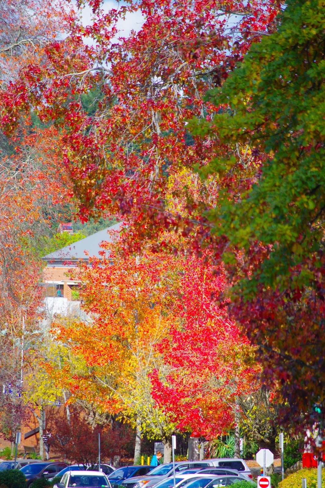 Geoff Thompsons Blog: Autumn in the Adelaide Hills