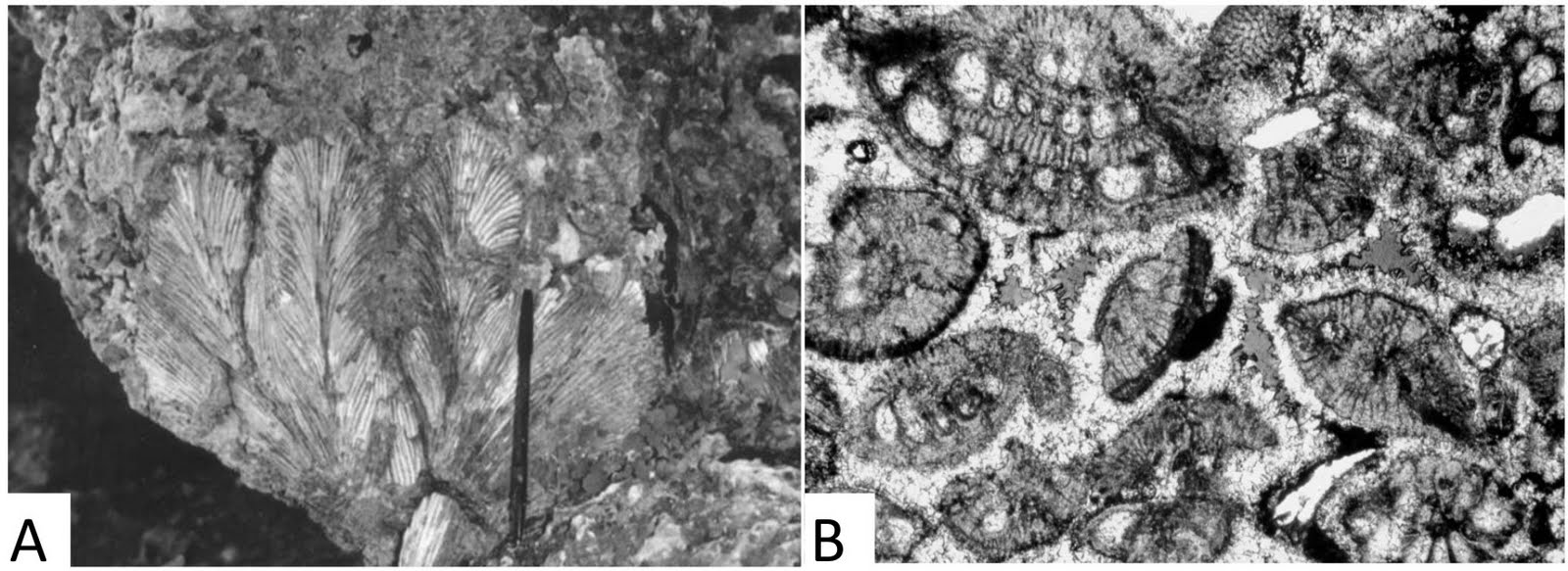 Kepalabatu43: KOMPONEN DALAM BATUAN KARBONAT