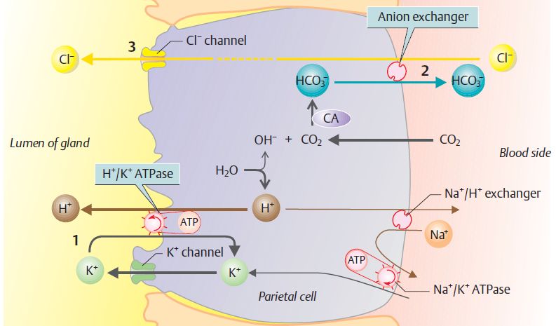 Gastric Acid Secretion Physiology Animation: Video ~ MedchromeTube ...