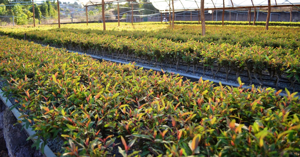 Viveiro Santa Rita - Eucaliptos Clonados: Fotos