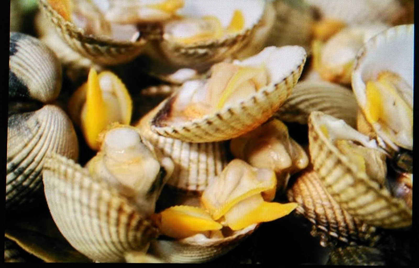 LOS BIVALVOS: sabor a mar