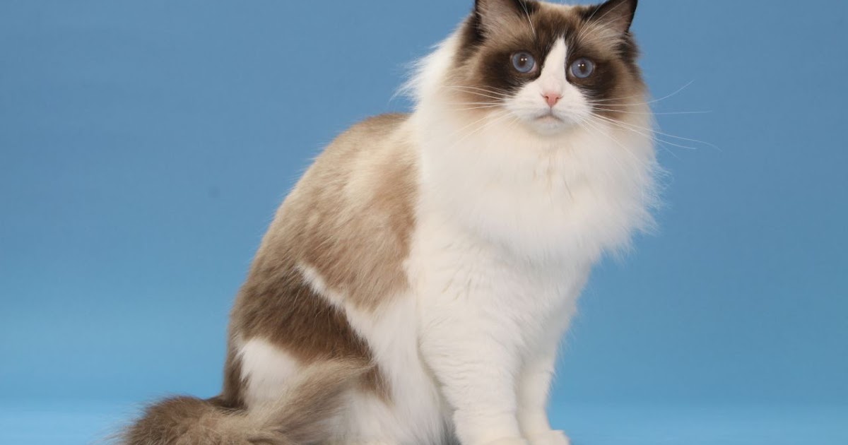 TOP 5 FACTS YOU MUST KNOW ABOUT RAG-DOLL CAT "NO 3 WILL SCARE YOU ...