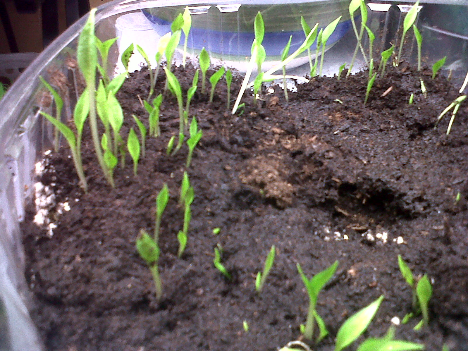 Live, Love, Climb!: Hosta Seed Propagation Indoors