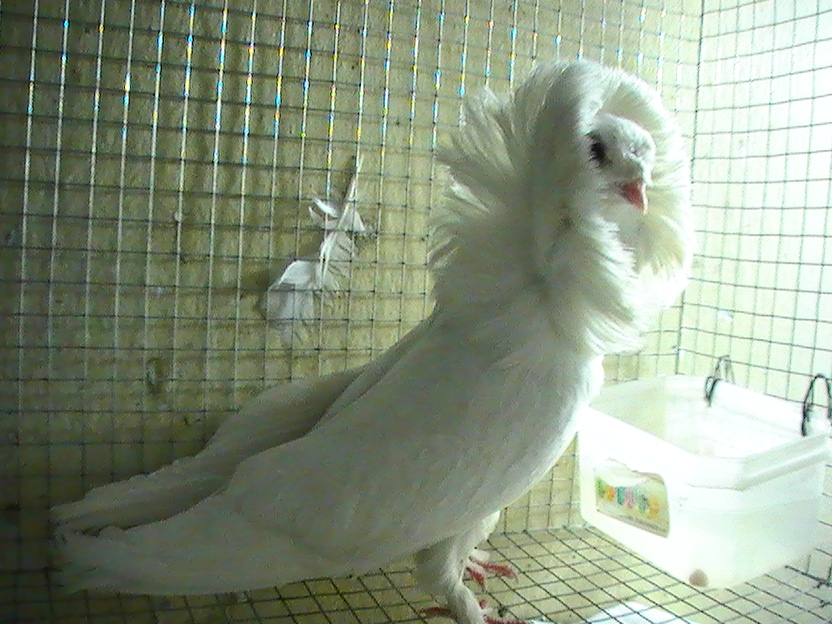 Fancy Pigeons India