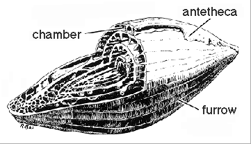 Life Before the Dinosaurs: Fusulinida.