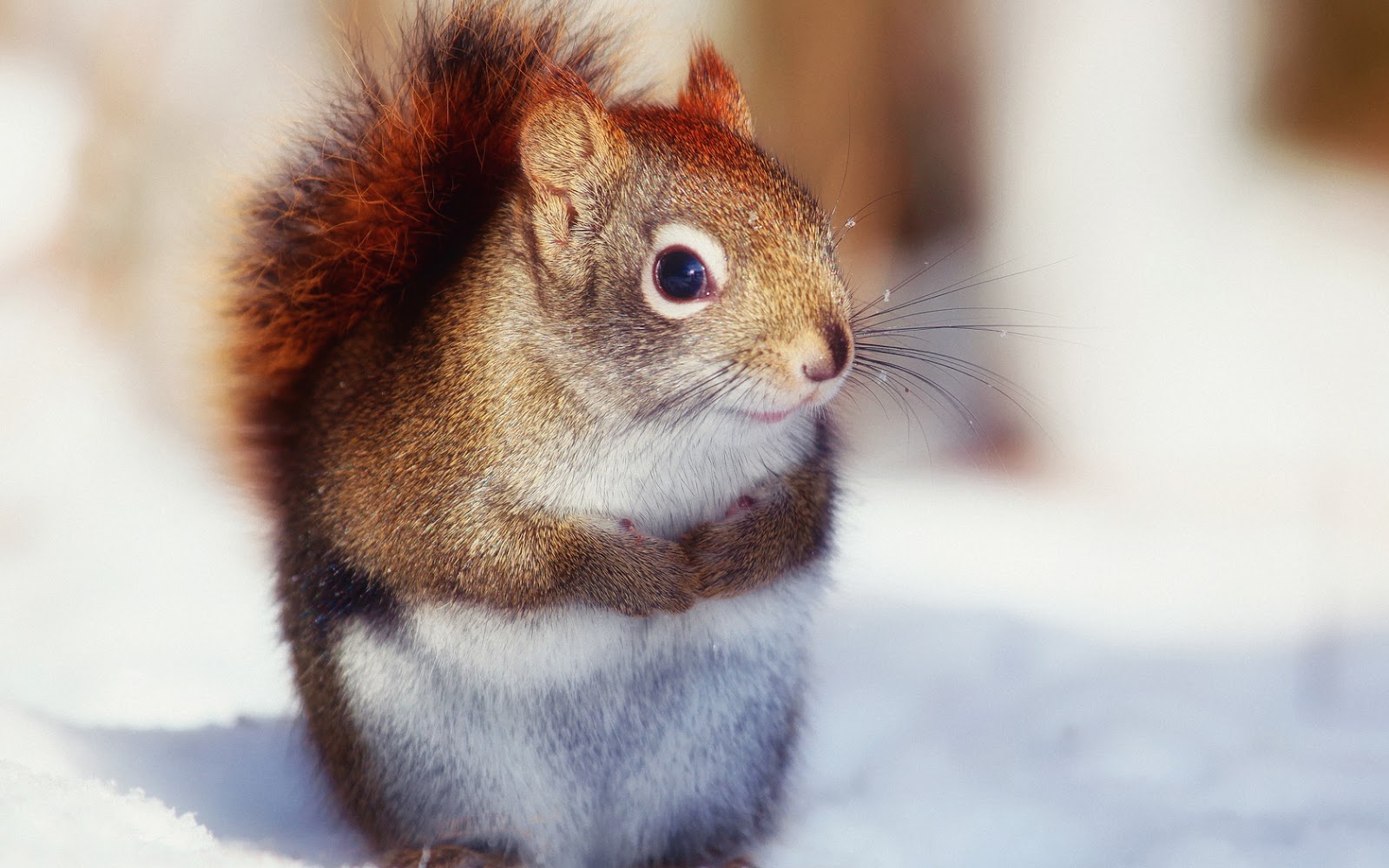 Squirrel Wallpapers | Wall'scover