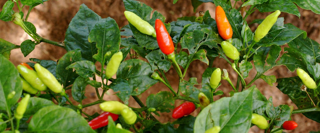 Kilimo Bora Cha Pilipili Hoho Na Faida Zake. - Weusi Kazini