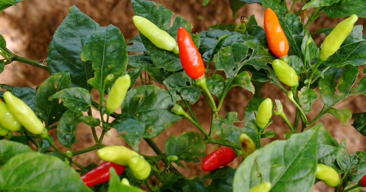 Kilimo Bora Cha Pilipili Hoho Na Faida Zake. - Weusi Kazini