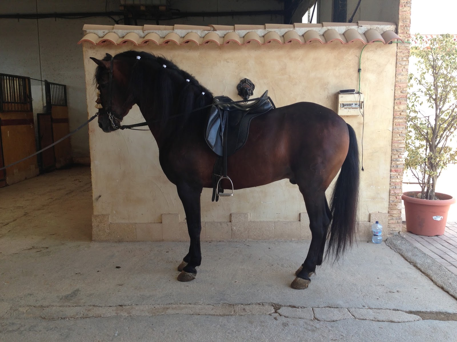 Caballos en Campo Real: Nuevos caballos en venta