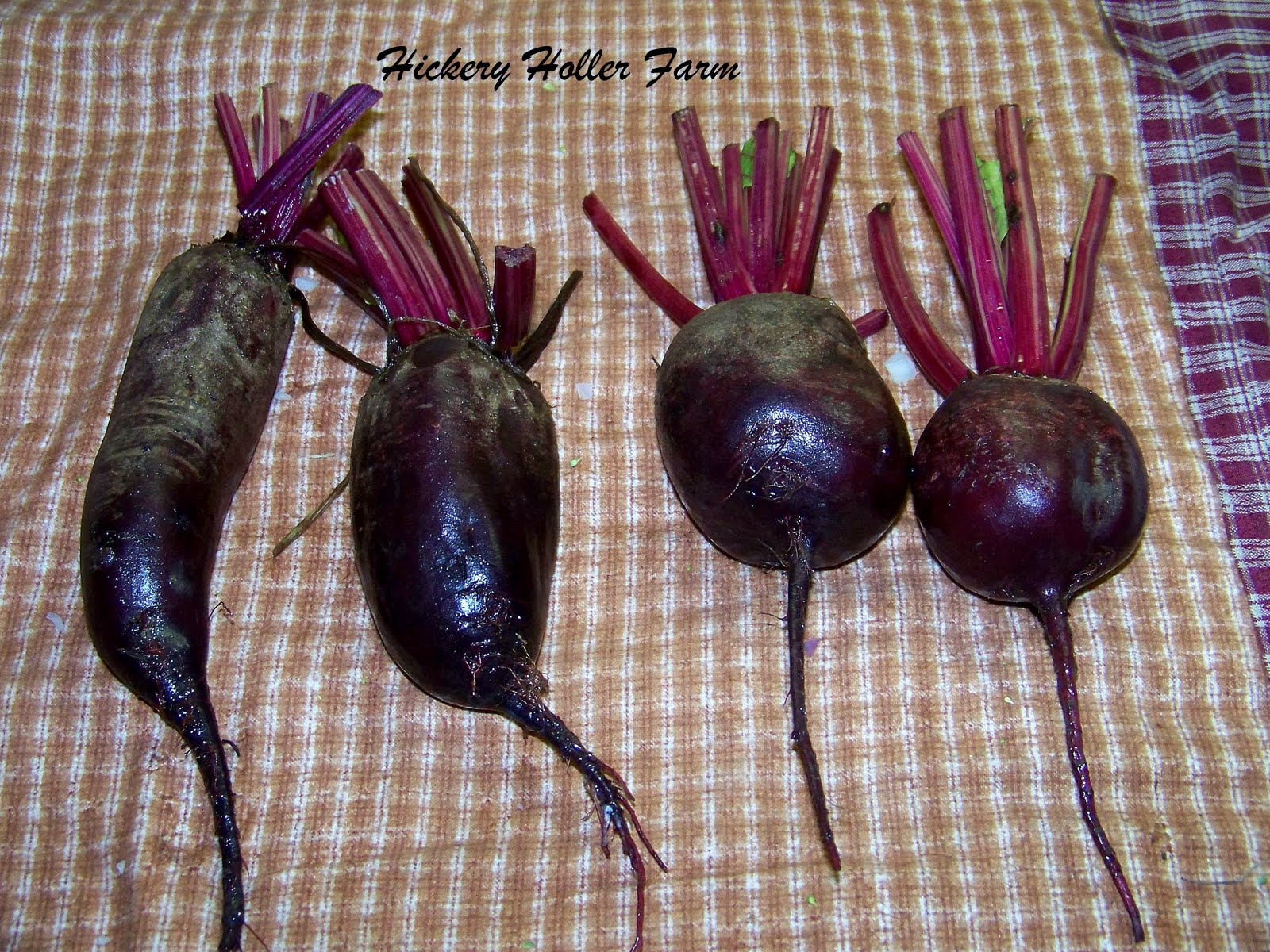 Hickery Holler Farm: Cylindra Beets