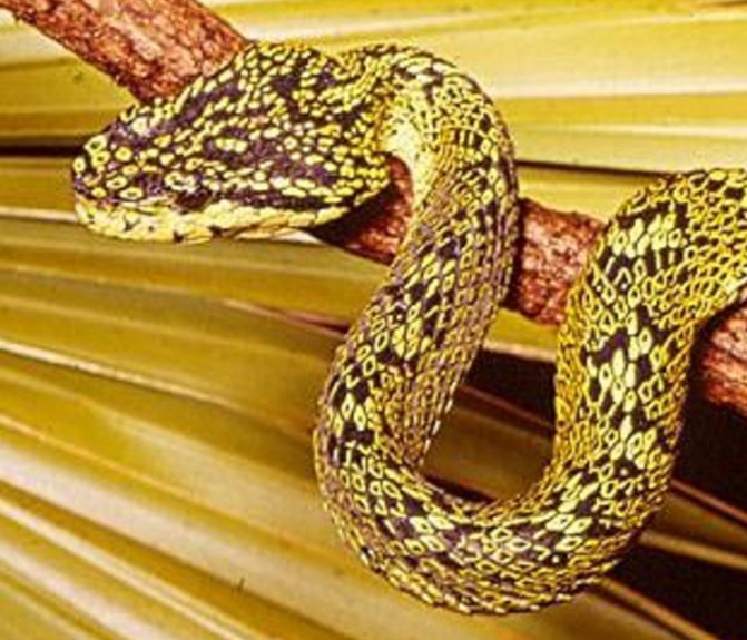 Species New to Science: [Herpetology • 2016] Bothriechis nubestris • A ...