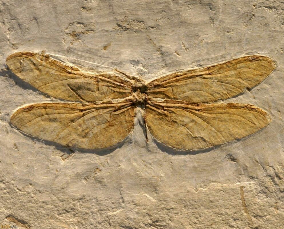 Multiverse Tales: Pretty Fossils