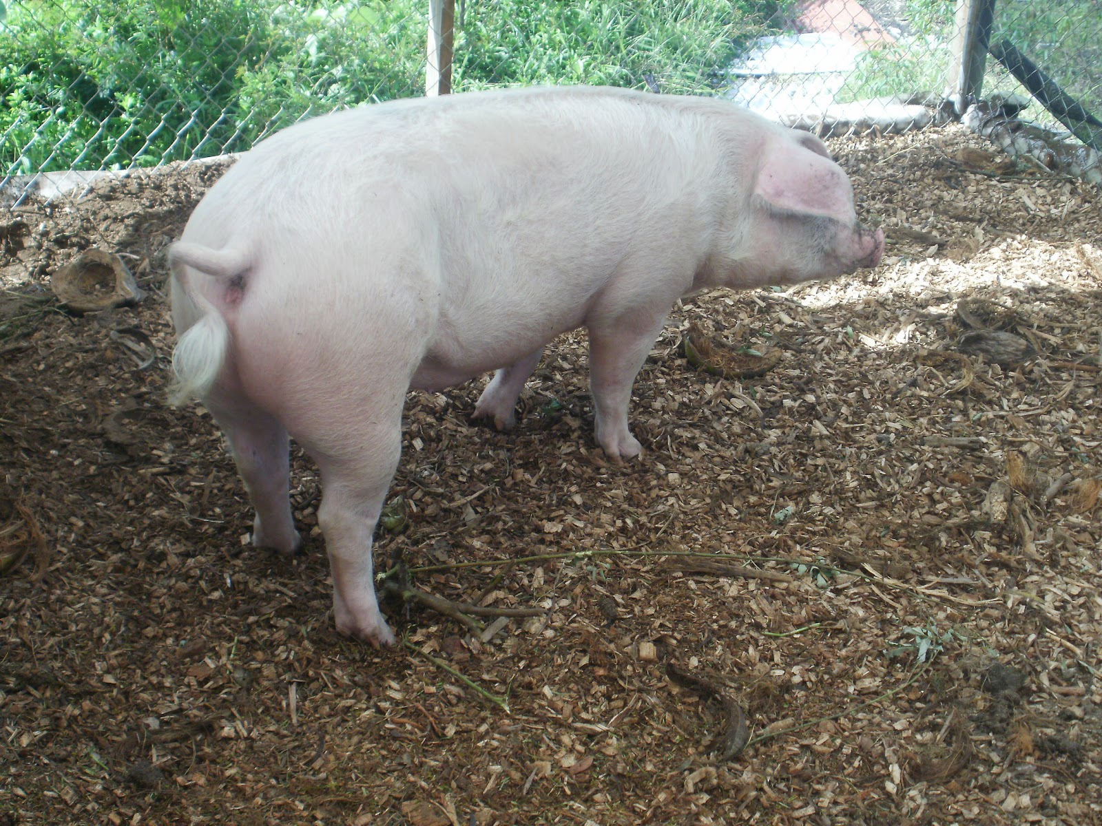 Hubbell's Hog Heaven: Time to Catch Up, Part 1: The Piggery