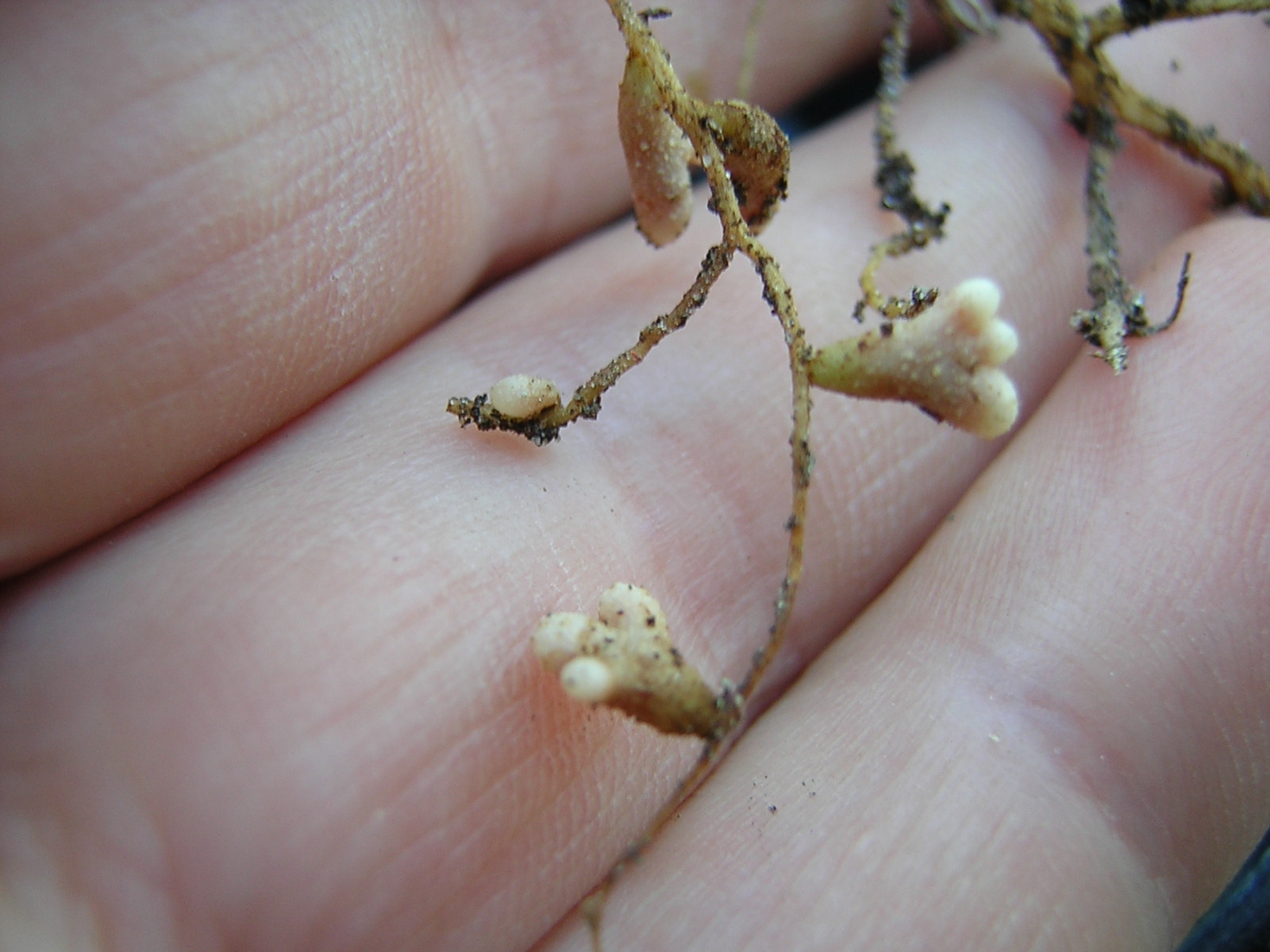 Pollinators On The Brain: Rhizobia and Root Nodules
