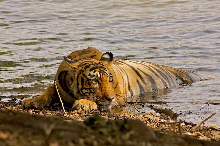 Ranthambhore National Park: Tigers in Ranthambore