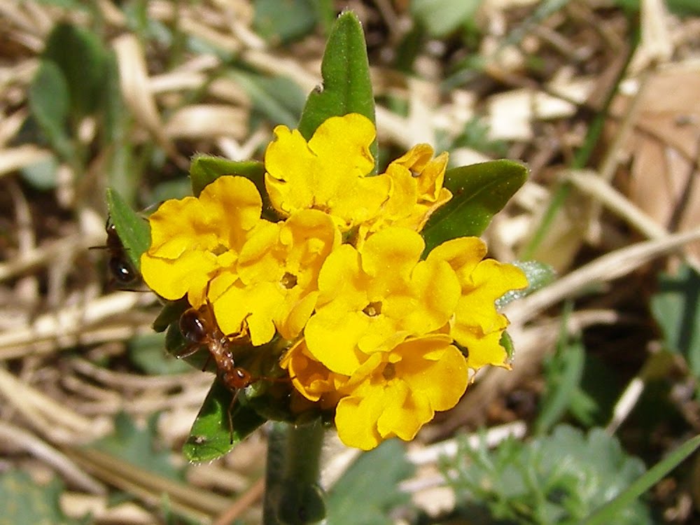 Ohio Flora: Hoary Puccoon - Lithospermum canescens