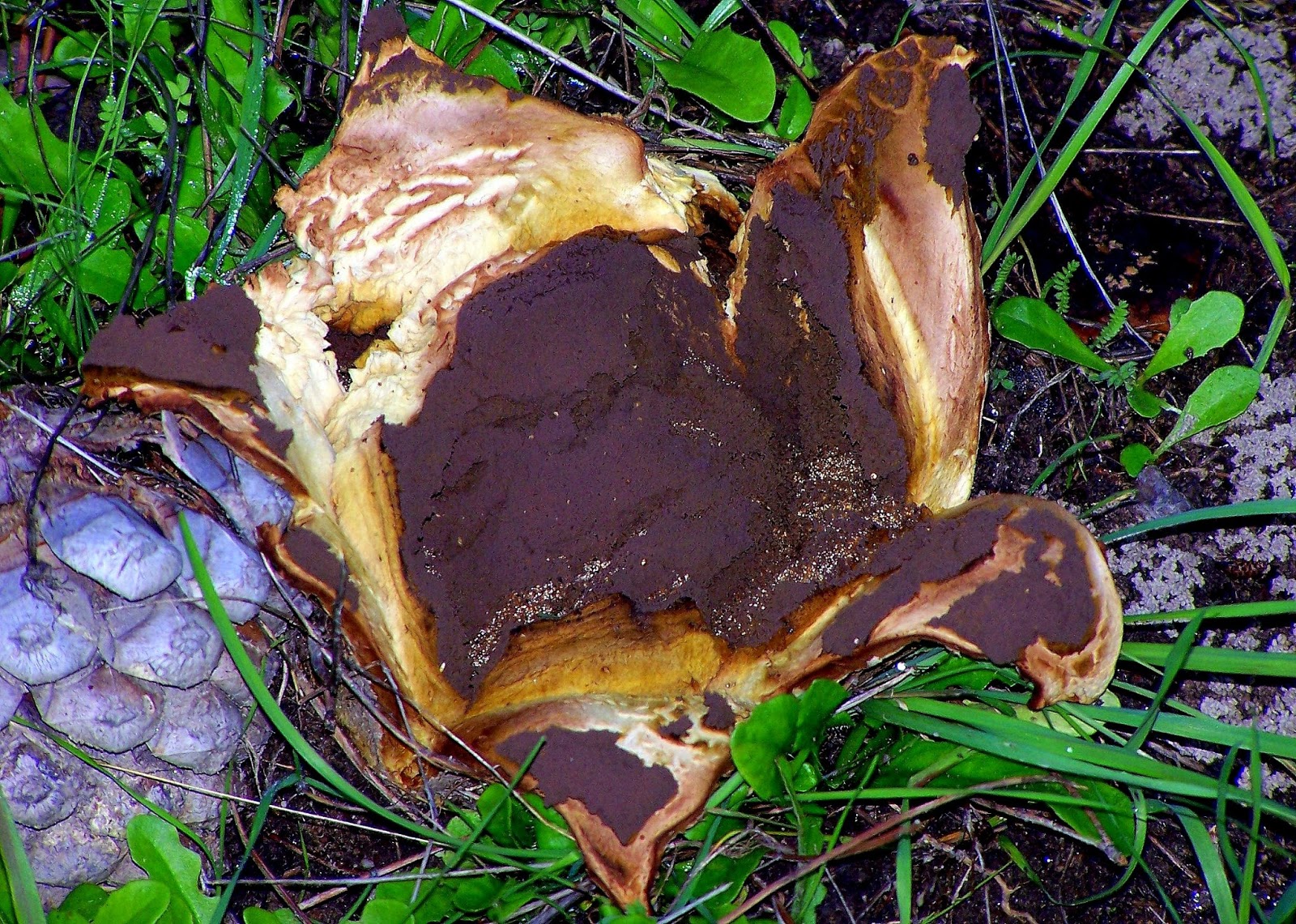 Setas Extremadura : Scleroderma Polyrhizum