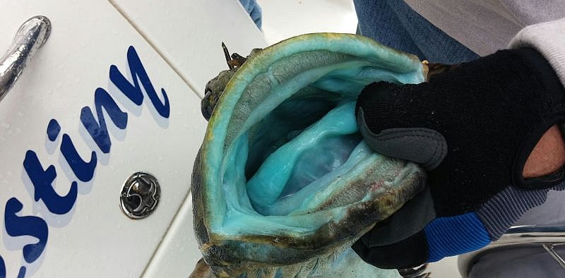 Mosquito Lagoon & Indian River Fishing: Cabazon