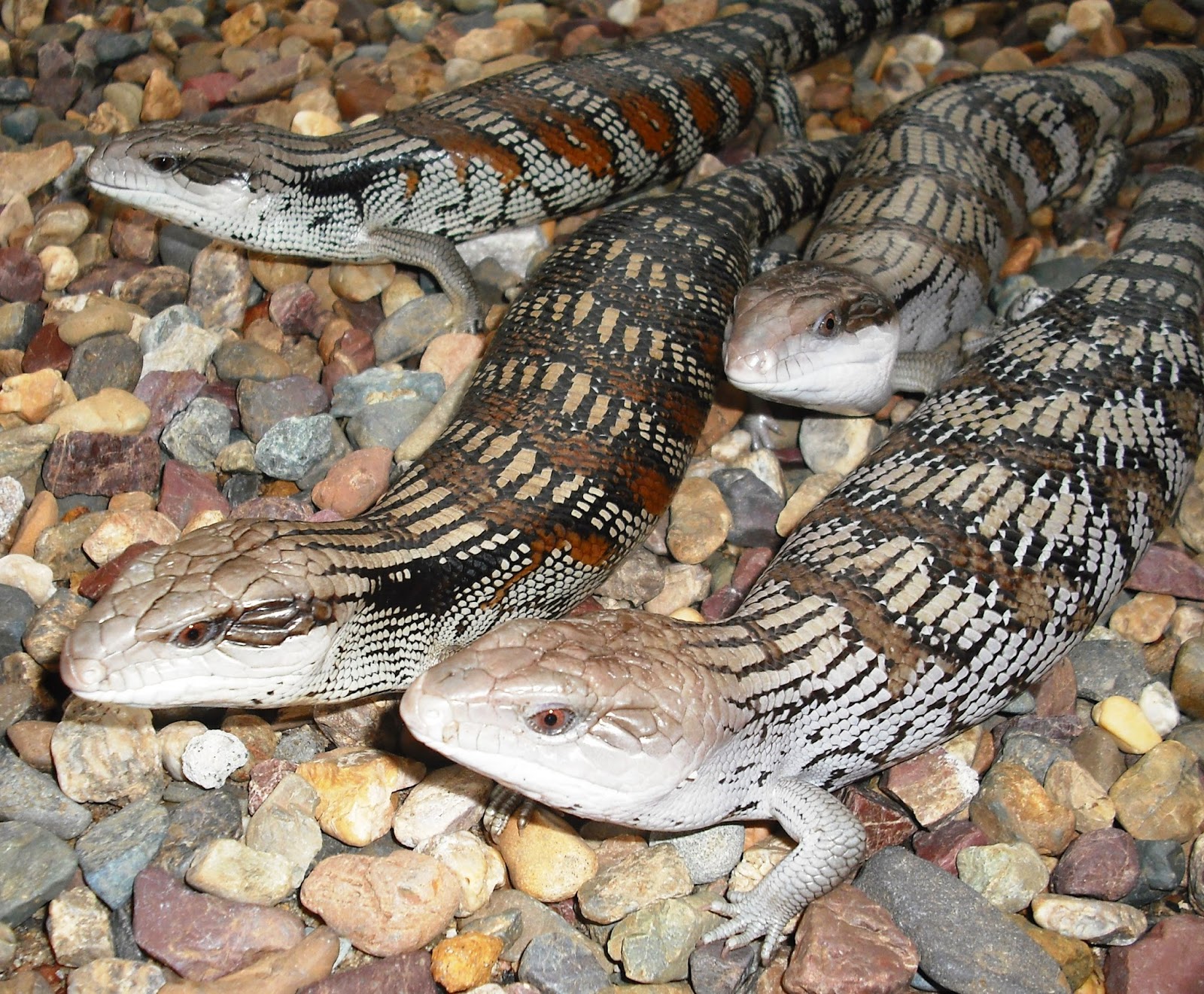 Tiliqua Scincoides Animals | Facts & Interesting Pictures | All ...