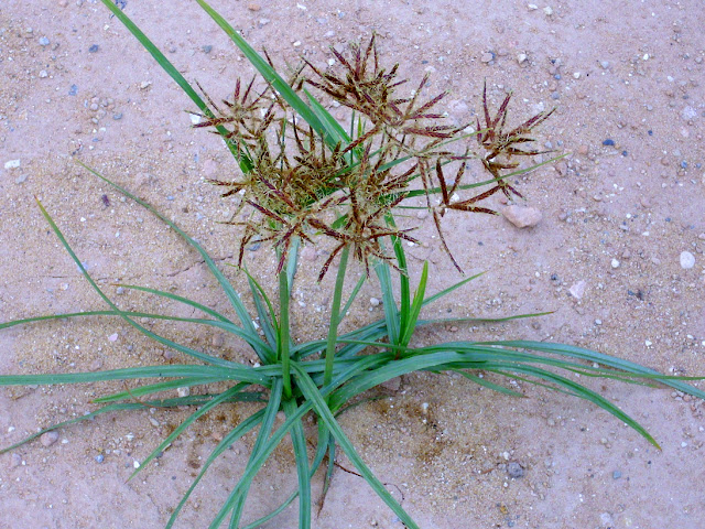 Plant World: Cyperus rotundus