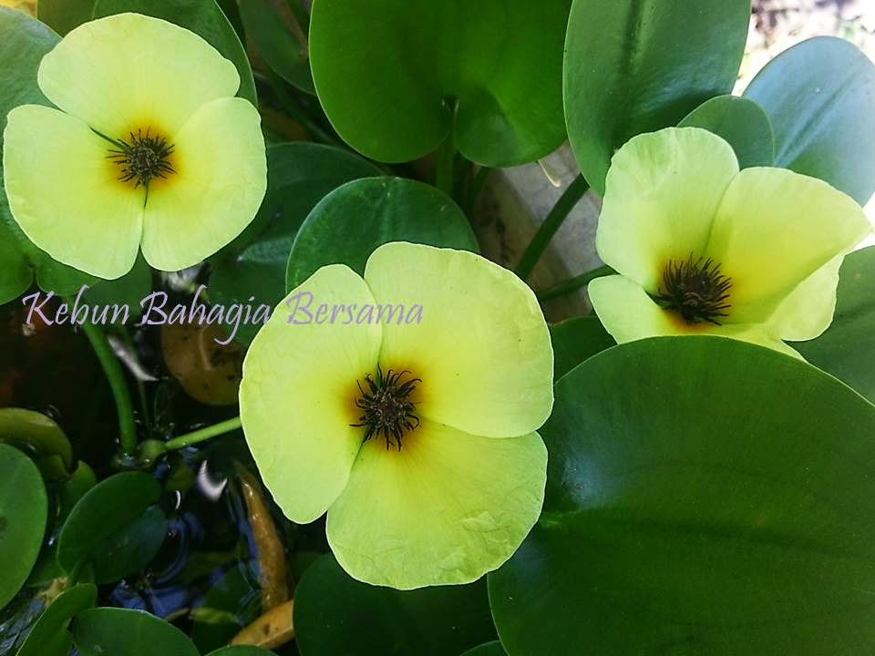 Kebun Bahagia Bersama: Bunga Warna Kuning