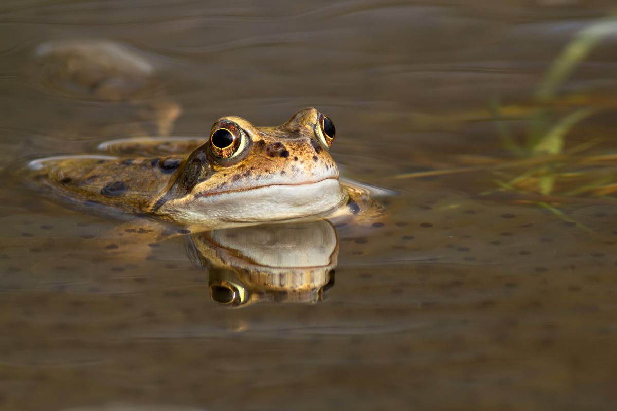 Matt Cole Macro Photography: Frogs and Frogspawn