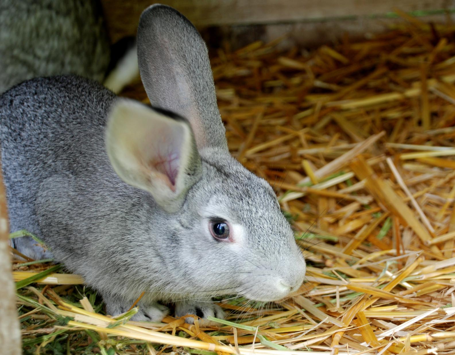 Applegarth Farm: The rabbitry ~ American Chinchilla's