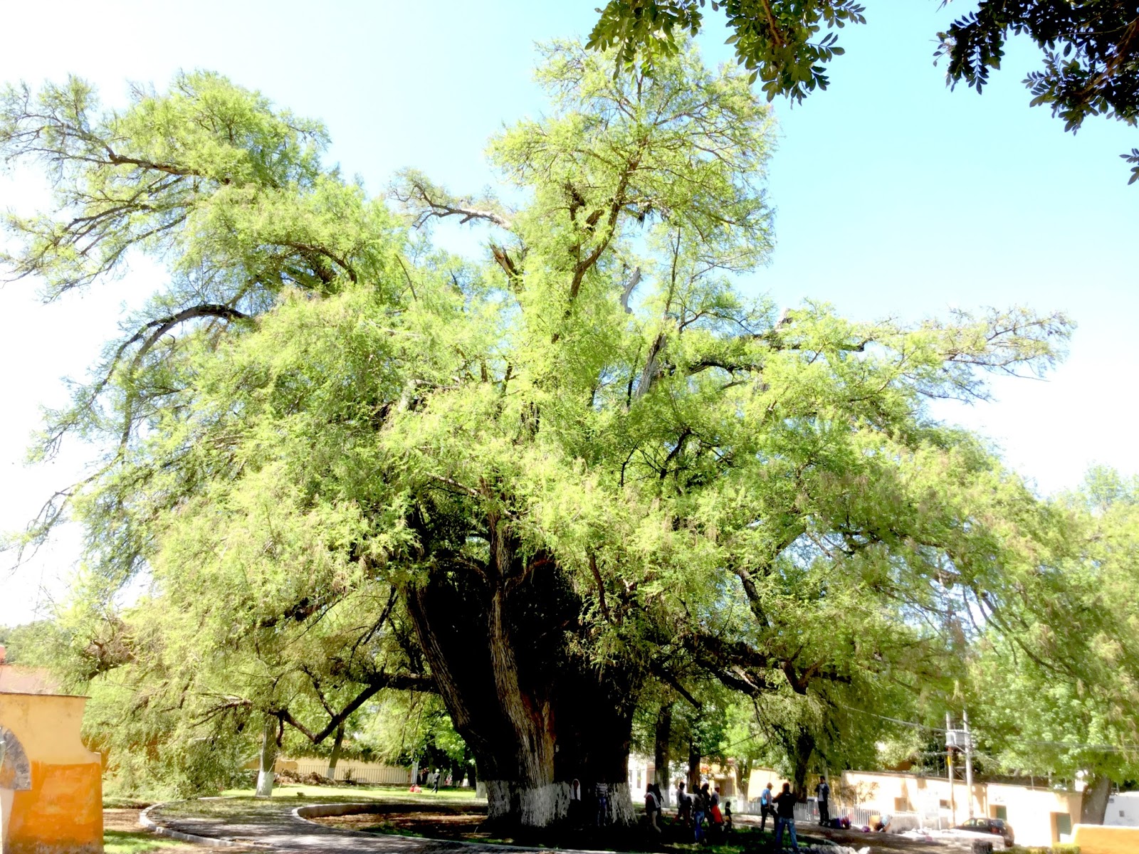 VENERABLES ÁRBOLES : El Sabino de Zimapán, México