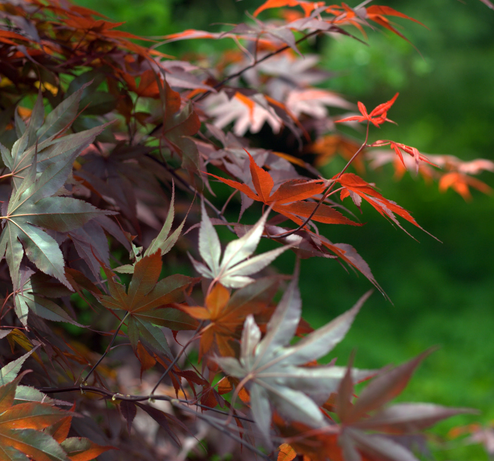 🍃 Ecosophical Perspectives