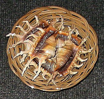 The Best Collector's Item Seashells from Cebu Philippines