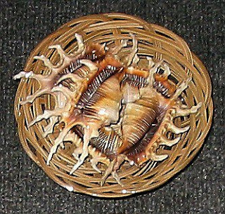 The Best Collector's Item Seashells from Cebu Philippines