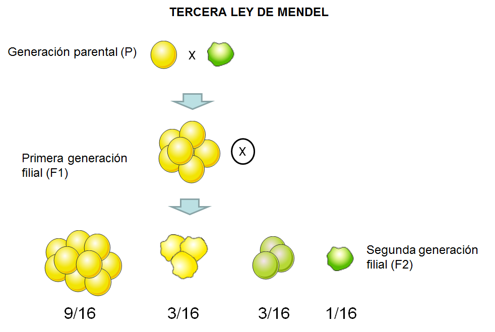 B.log.ia 2.0: Mendel y la herencia genética
