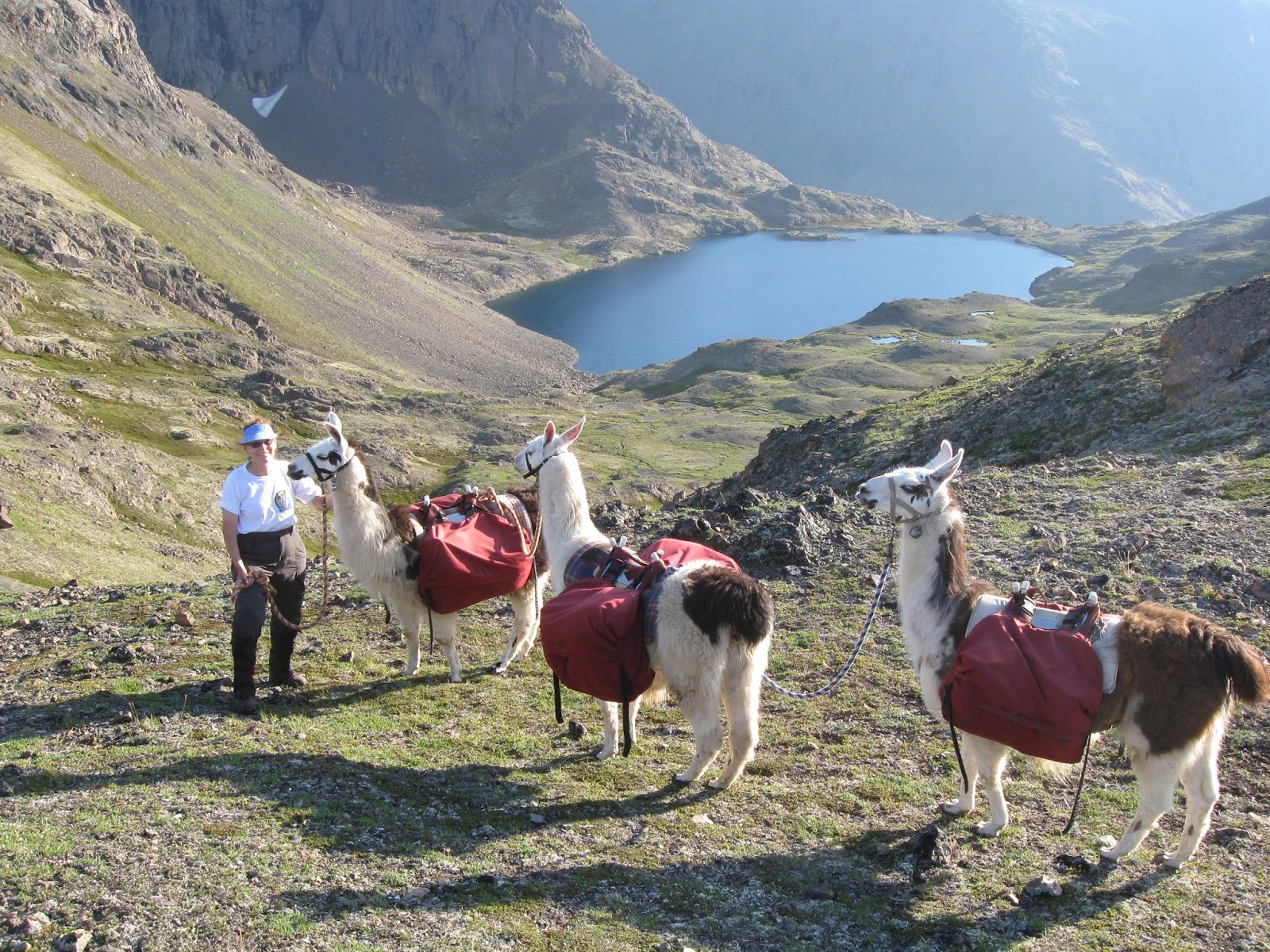 Alaska Llamas - Take a Hike