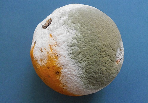 Diccionario Uruguayo Popular