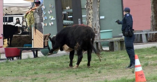 Comediante héroe! Lo que el hizo por éste Toro, muestra que algo SI ...