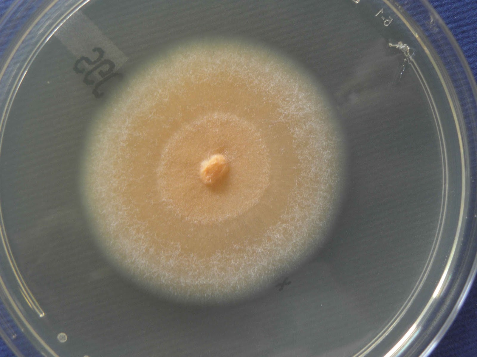 ATLAS MICOLOGIA: FUSARIUM DIMERUM VARIEDADE PENZIGII