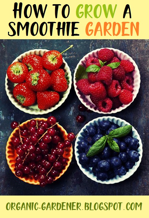 How to grow a smoothie garden - Organic Gardening