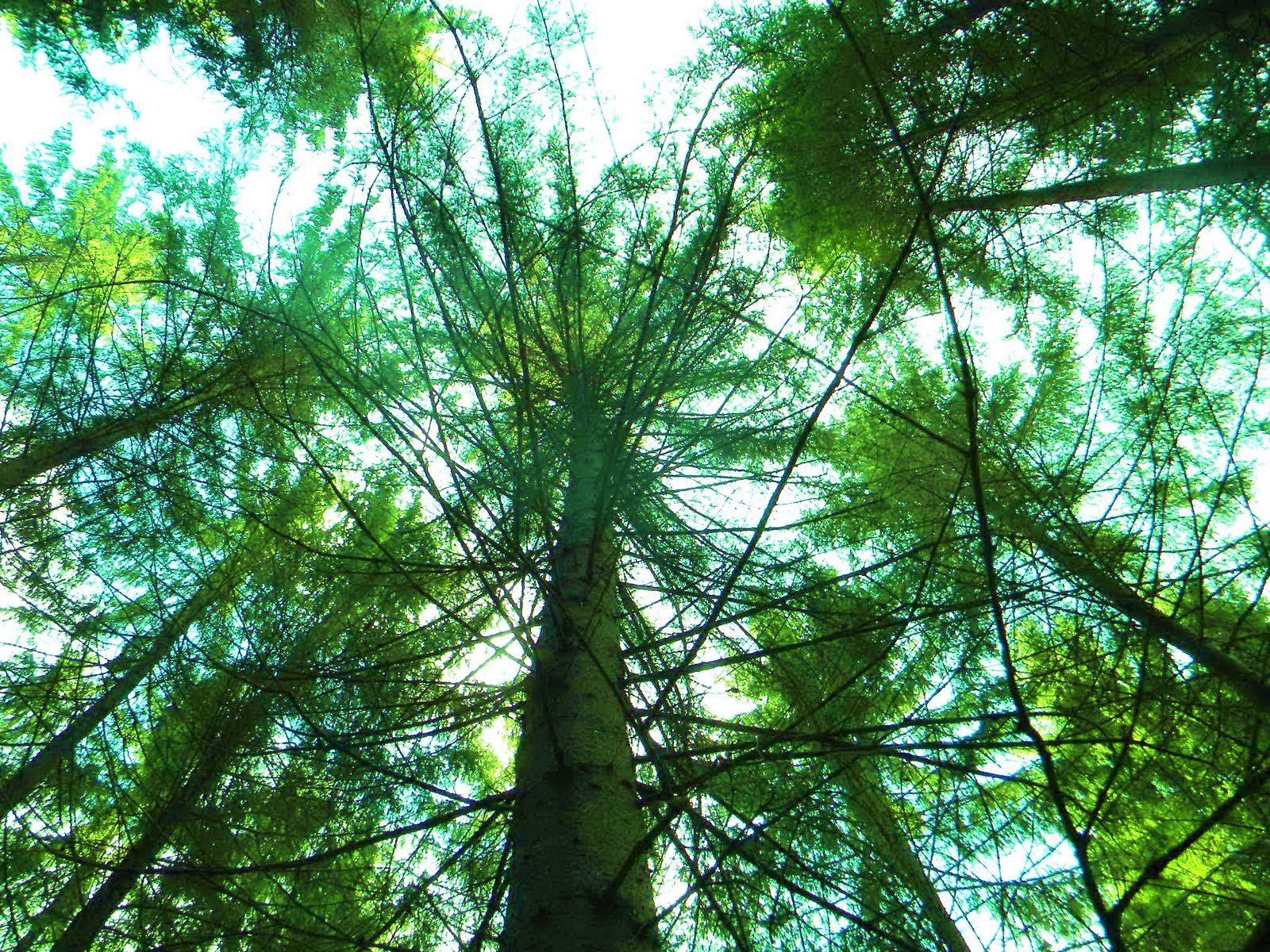 Blogul meu cu poze: Copaci