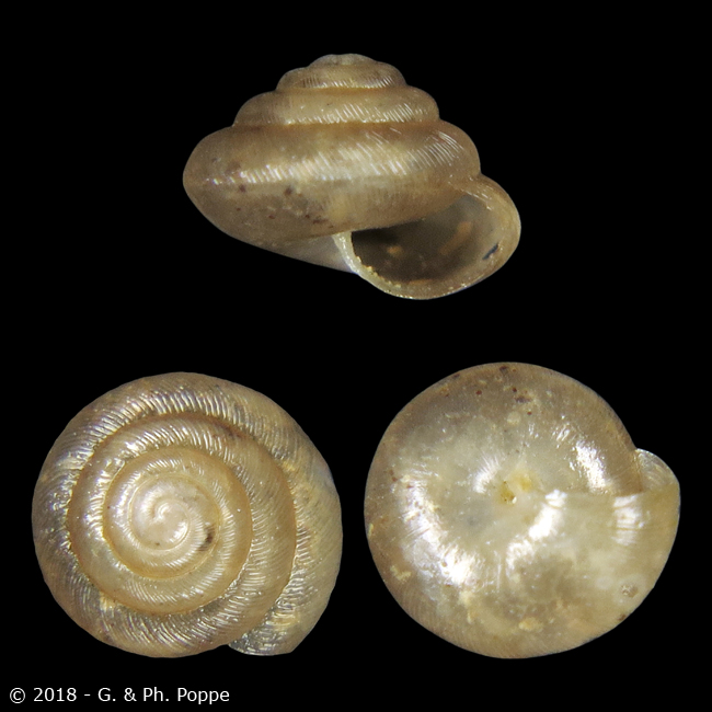 Variety of Life: Liardetiini